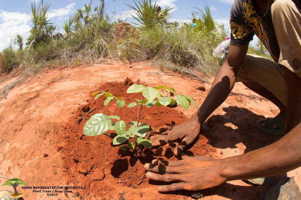 Planting A Tree With Every Purchase - D R Harris London D R Harris London